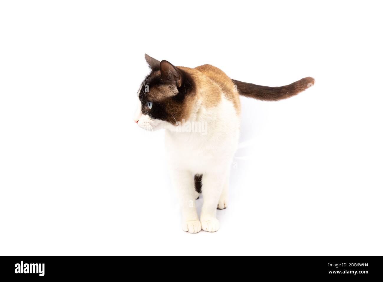 Cross eyed siamese cat Cut Out Stock Images & Pictures - Alamy