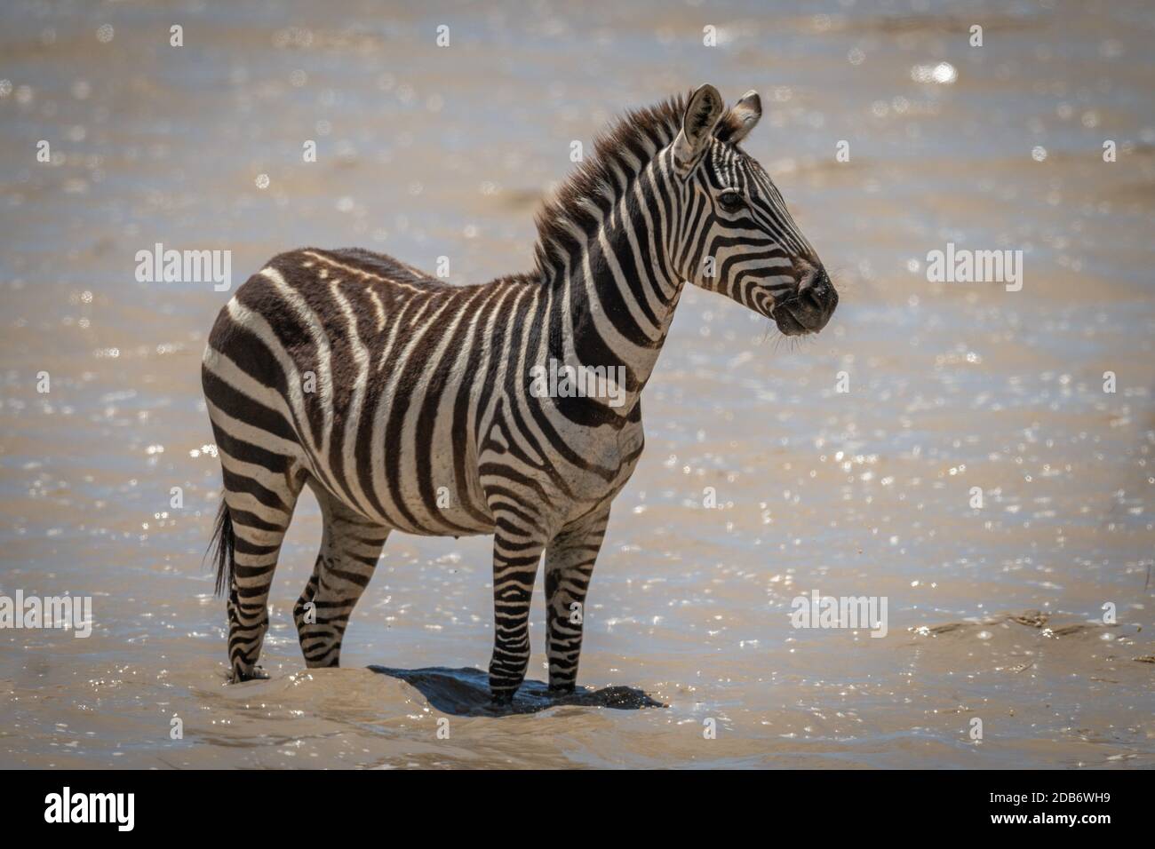 Plains zebra stands in muddy shallow lake Stock Photo - Alamy