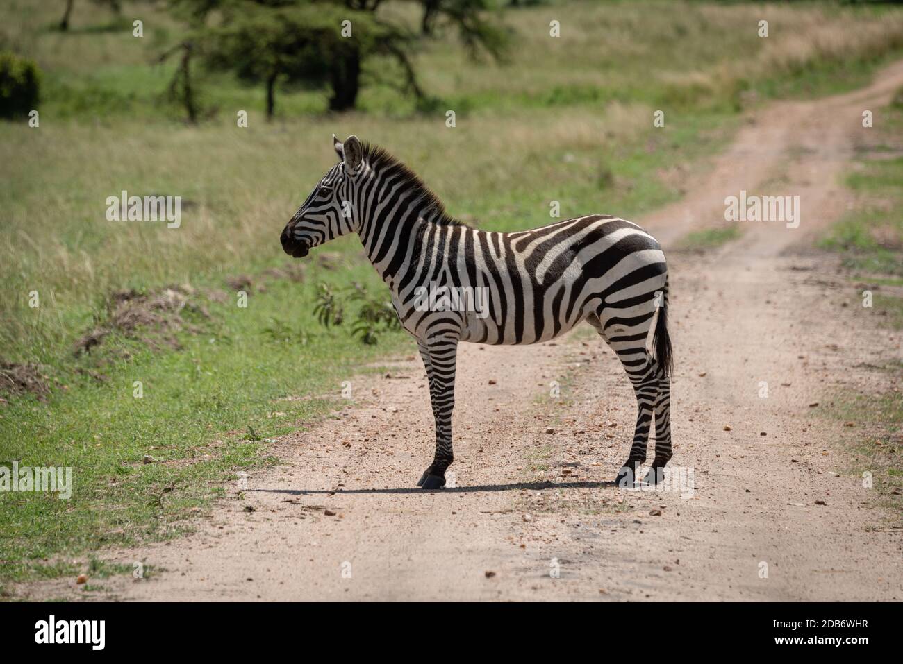 Plains zebra stands on track in profile Stock Photo - Alamy