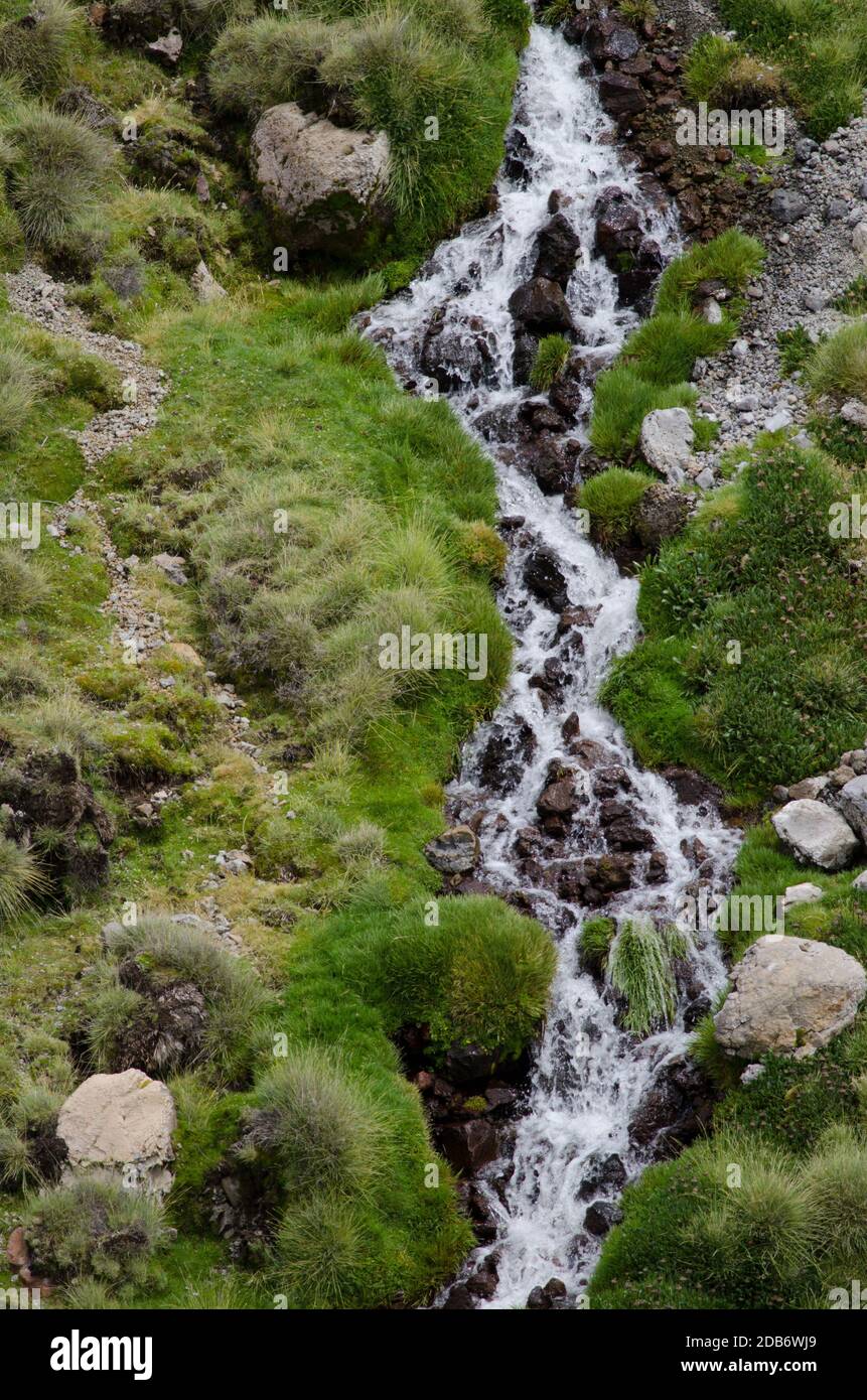 Stream in a green meadow. Lauca National Park. Arica y Parinacota ...