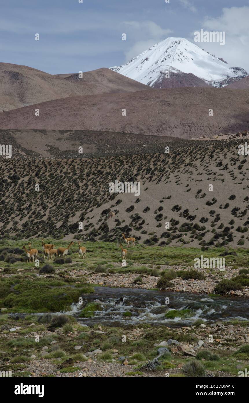 Vicunas Vicugna vicugna next to the Lauca River. Lauca National Park ...
