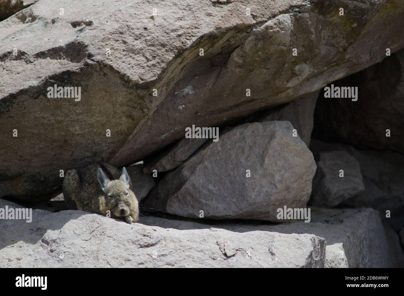 Southern viscacha Lagidium viscacia resting between rocks. Las Cuevas ...