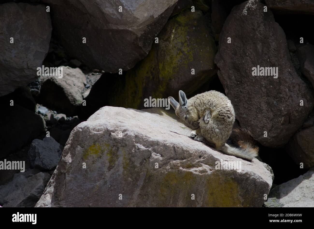 Southern viscacha Lagidium viscacia wiping coat on a rock. Las Cuevas ...
