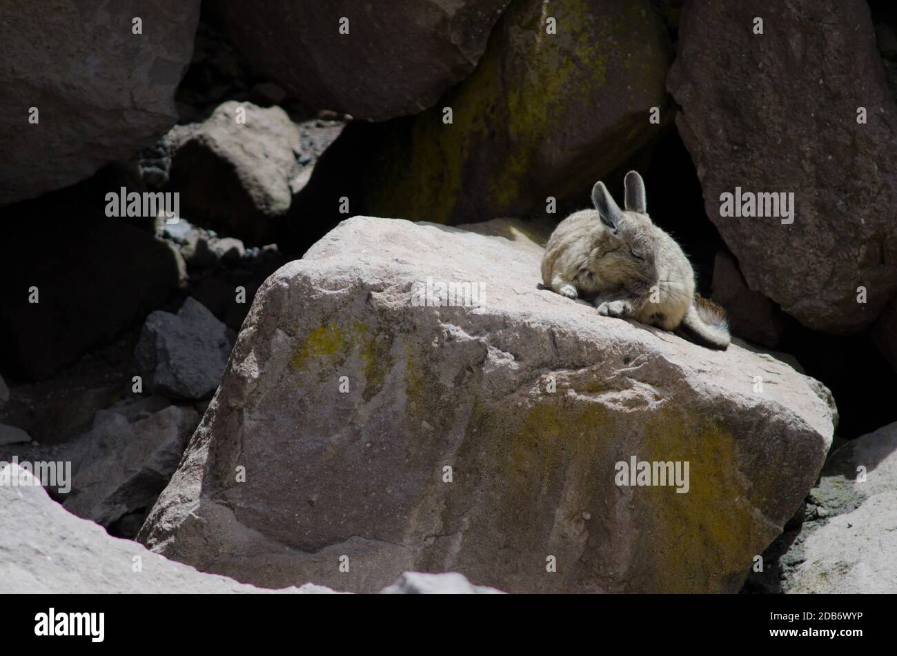 Southern viscacha Lagidium viscacia wiping coat on a rock. Las Cuevas ...