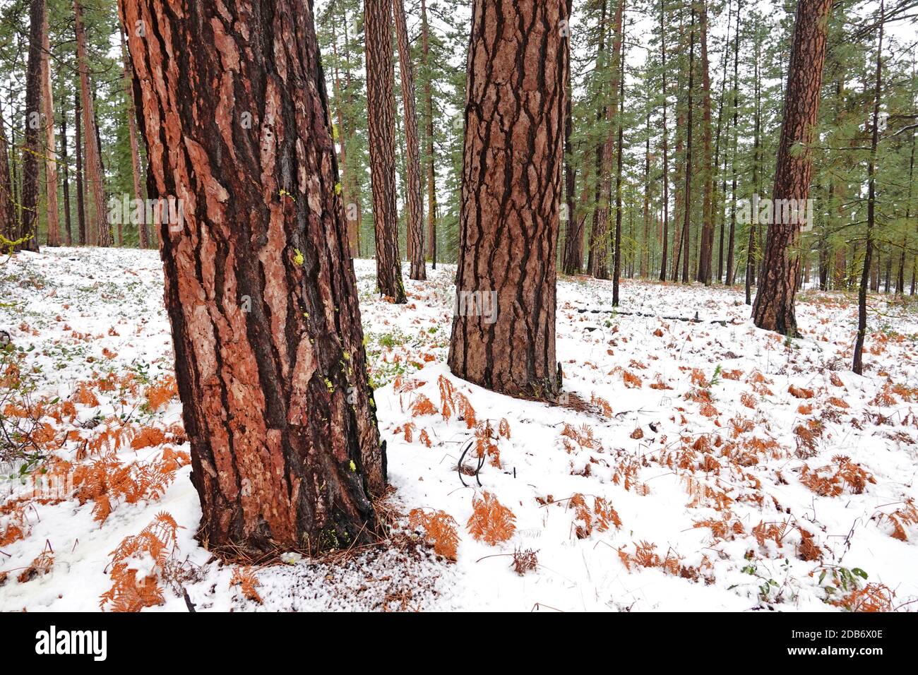 Old Growth Yellow Pine