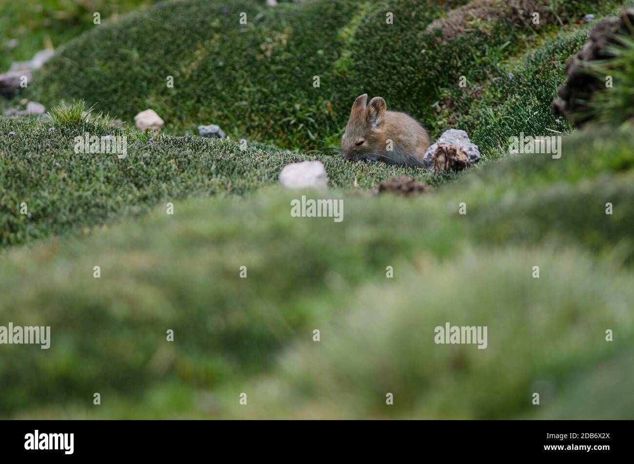 Bolivian big-eared mouse Auliscomys boliviensis grazing. Las Cuevas ...