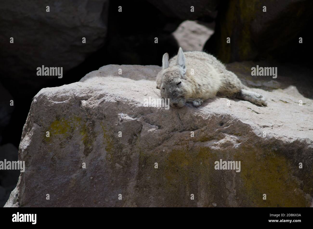Southern Viscacha Lagidium viscacia sleeping. Las Cuevas. Lauca ...