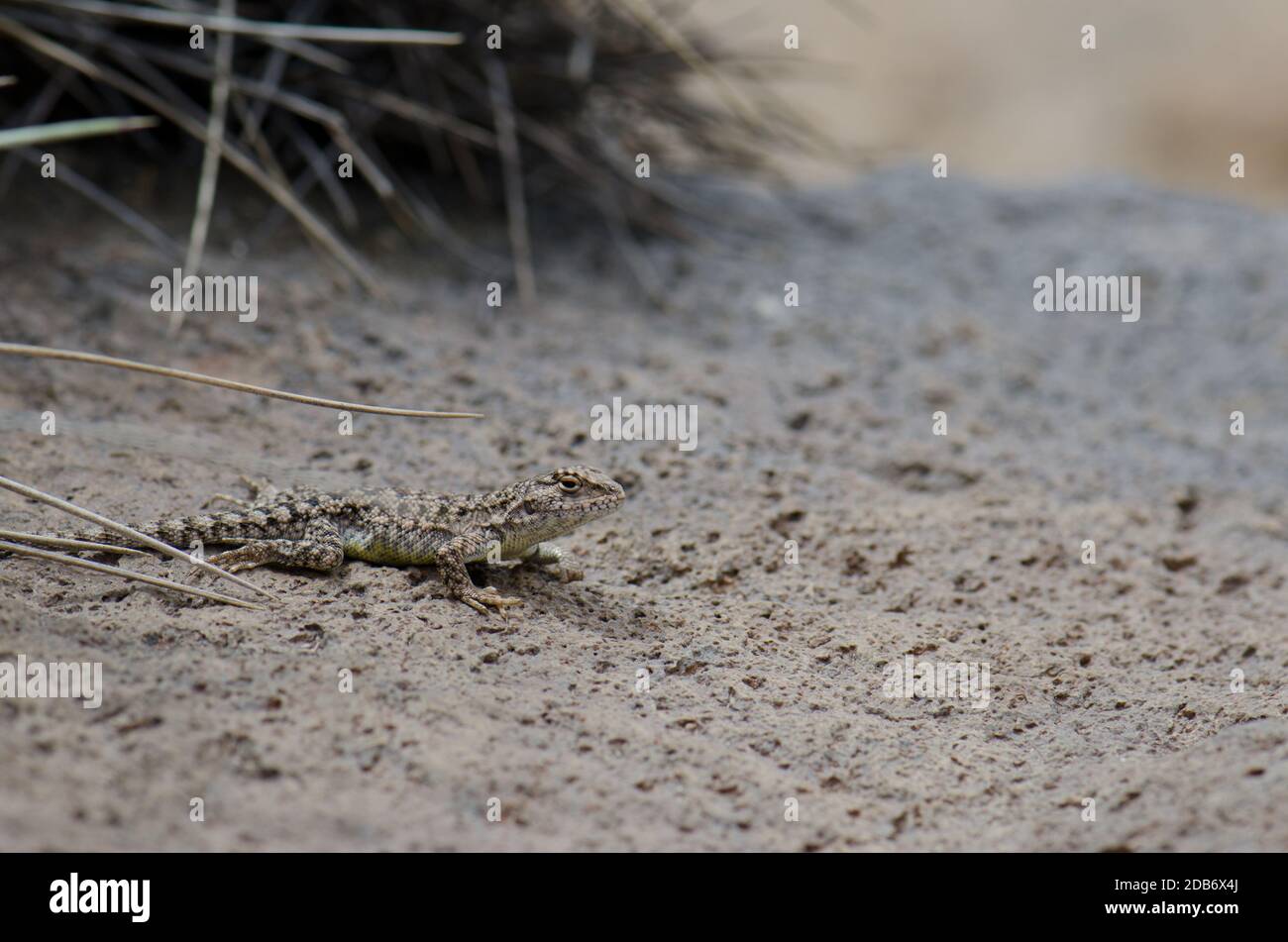Iguanian lizard Liolaemus sp. in Lauca National Park. Arica y ...