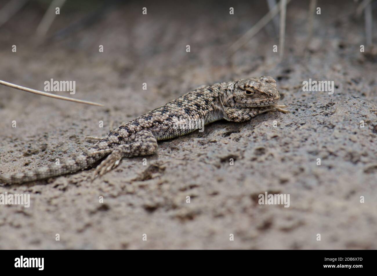 Iguanian lizard Liolaemus sp. in Lauca National Park. Arica y ...