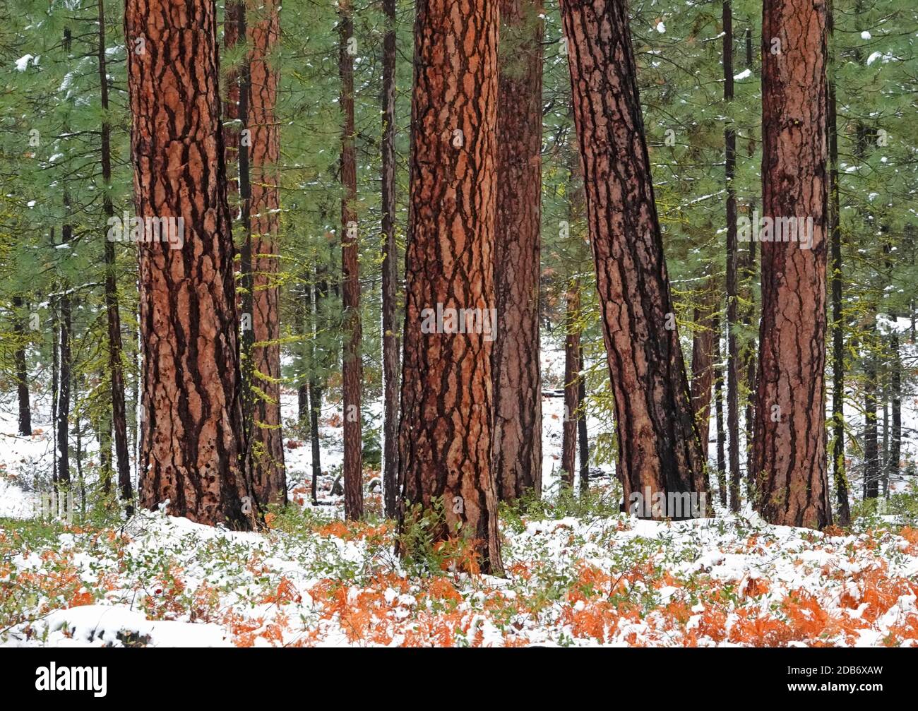 Tall old growth ponderosa pine hi-res stock photography and images - Alamy