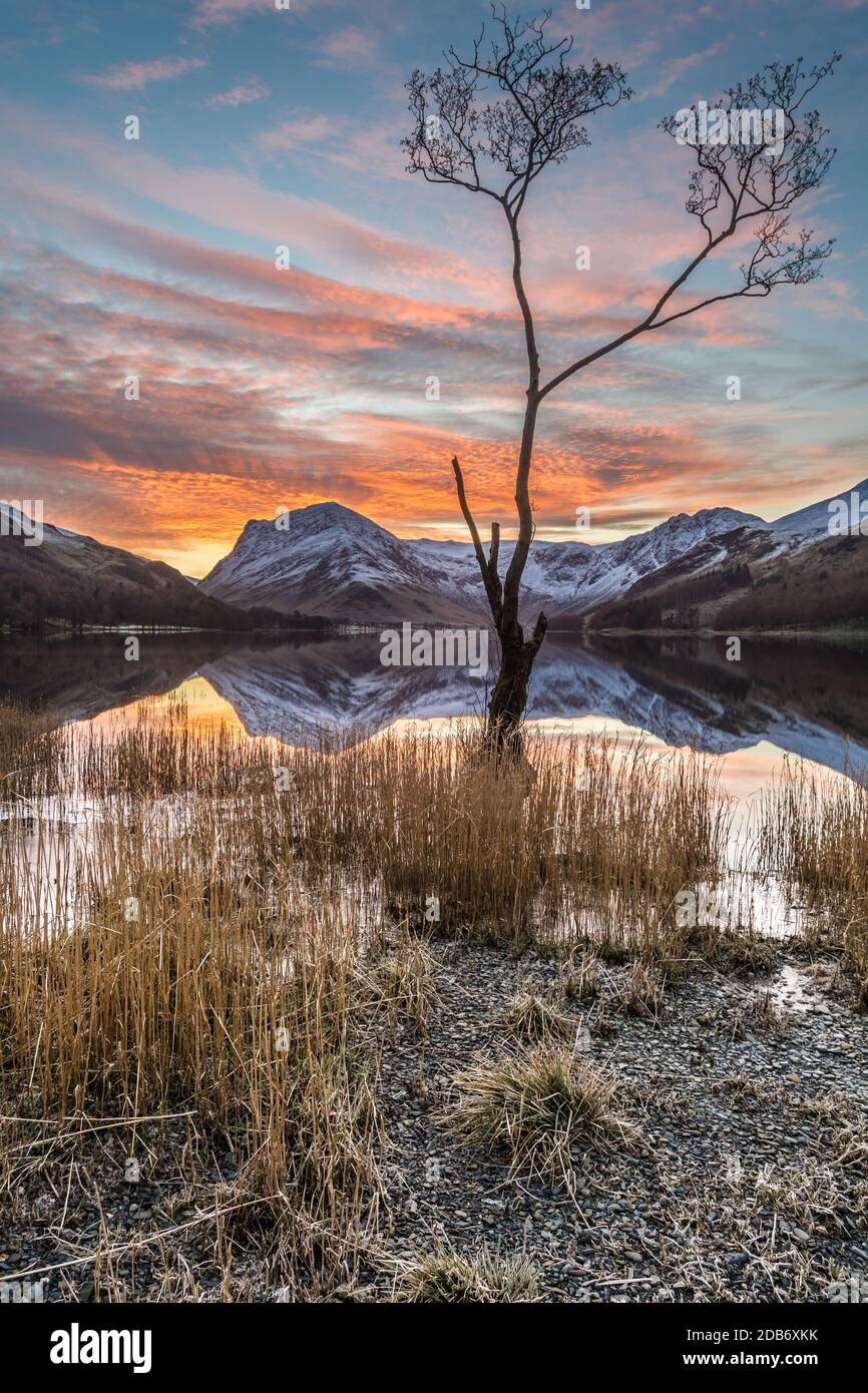 Lone tree buttermere lake district hi-res stock photography and images ...