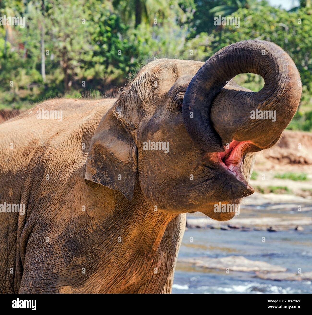 Ceylon Animal Elephant attraction river Stock Photo - Alamy