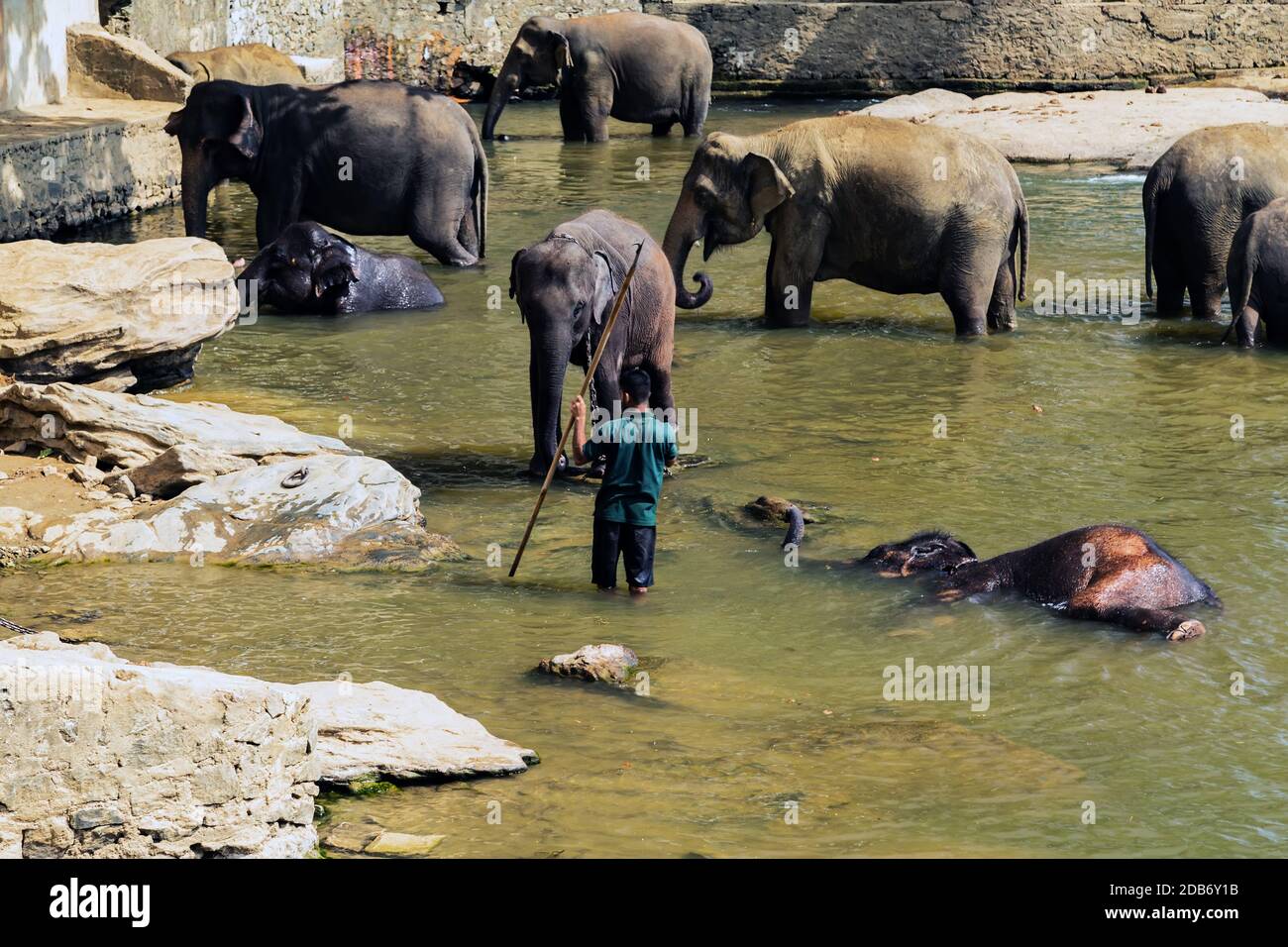 Elephants family bathing in the river wild animals, Sri Lanka Stock ...