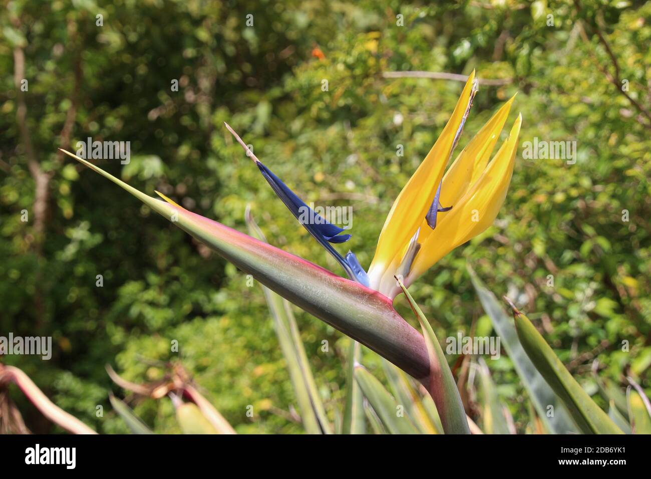 Beautiful Strelitzia flower with yellow and lilac blossom in the ...