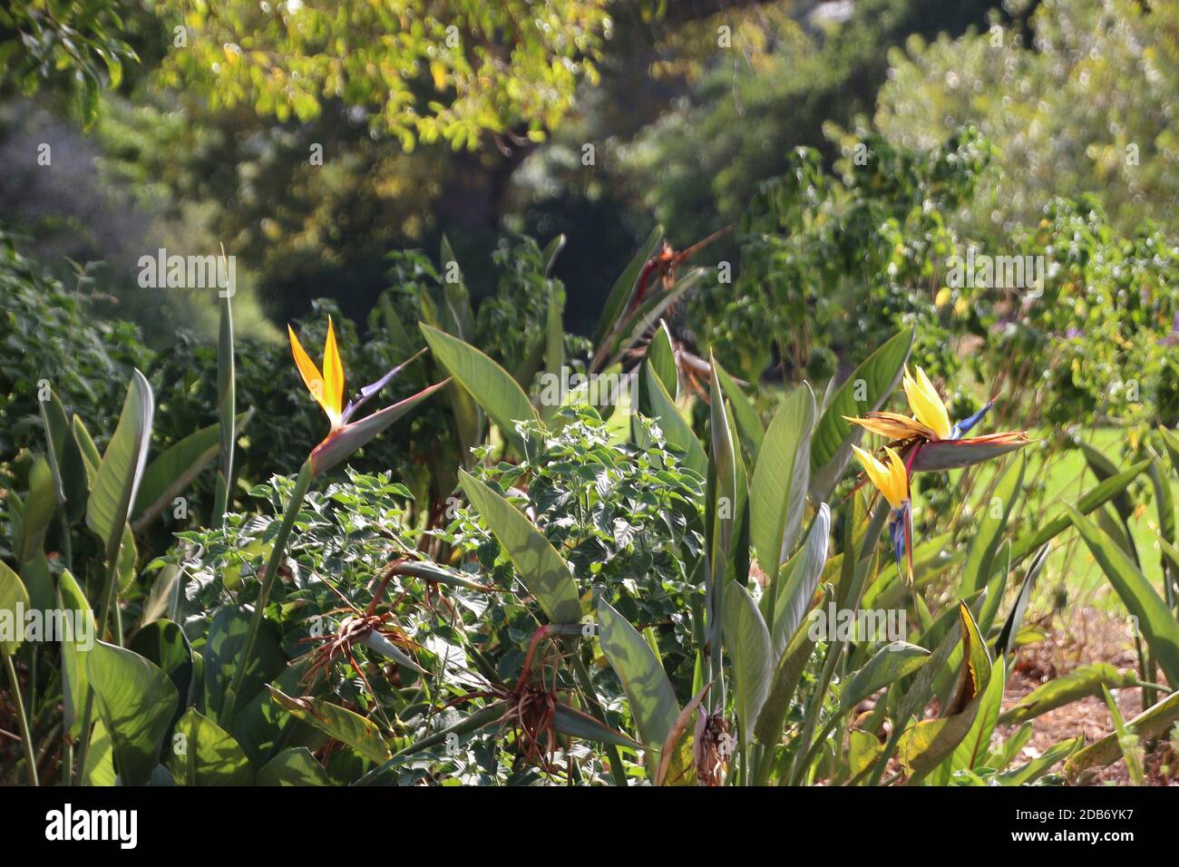 Beautiful Strelitzia flowers with yellow and lilac blossoms in the ...