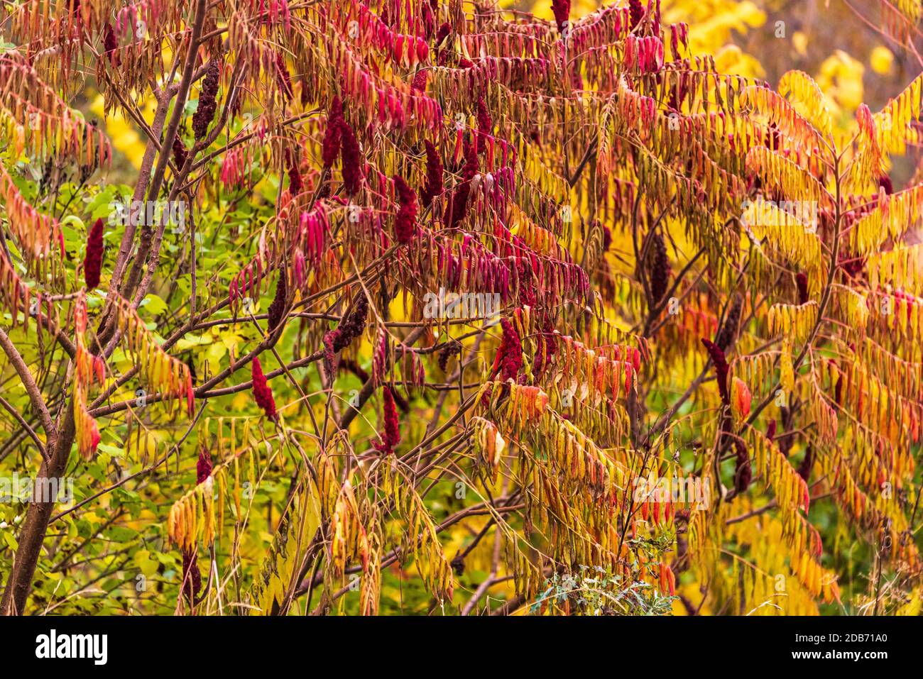 bright autumn colors of tree branches color the gray autumn day Stock ...