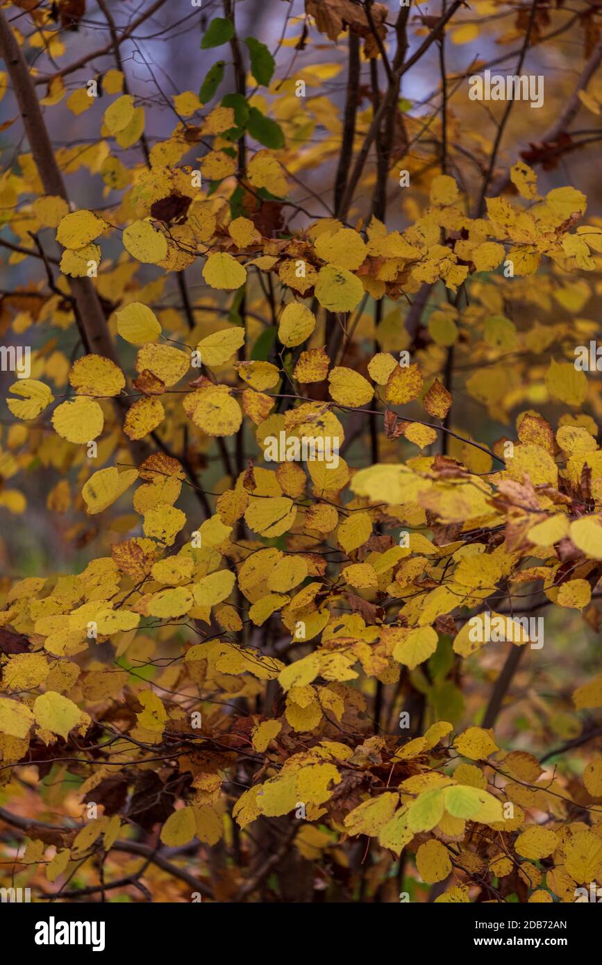 yellow leaves on a small tree bush in the fall before falling Stock ...