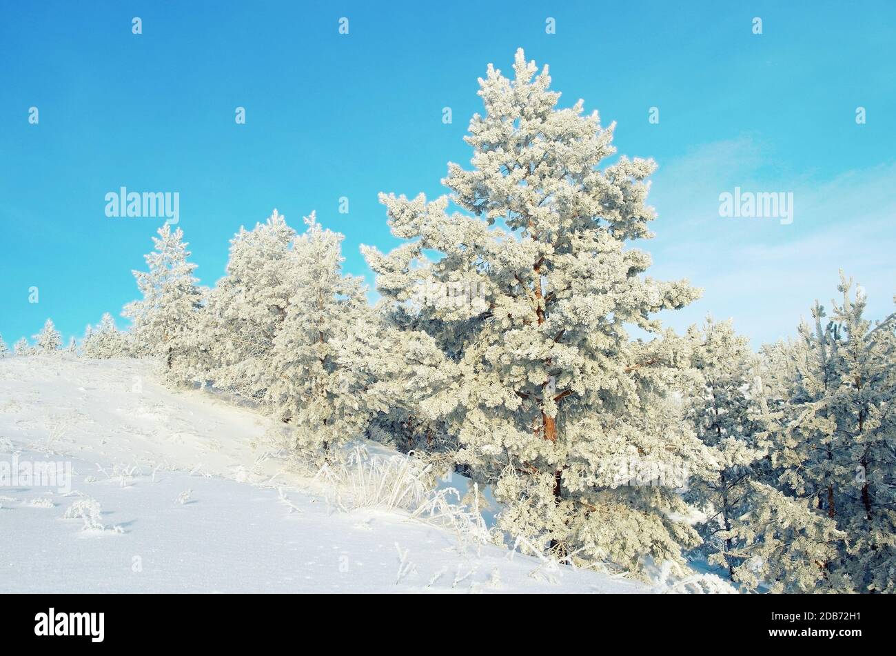 Pines snow covered on the mountain Stock Photo - Alamy