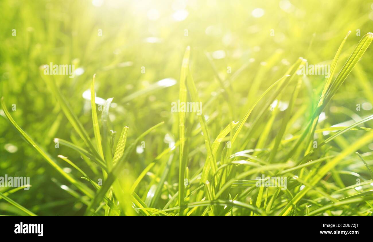 Grass or meadow background, natural header or banner with space for ...