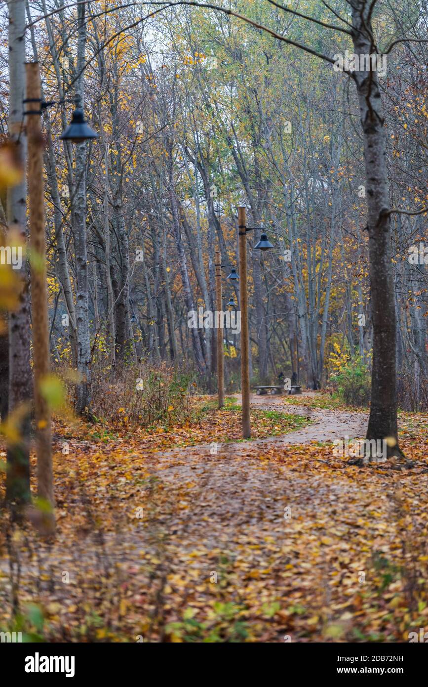 nature trails meander in autumn with leaves falling from nearby tree ...