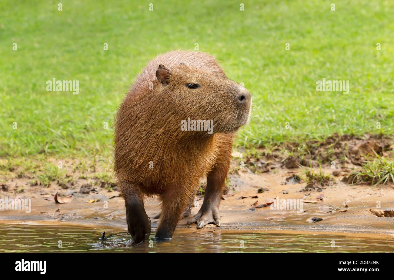 Capybaras on riverbank hi-res stock photography and images - Alamy