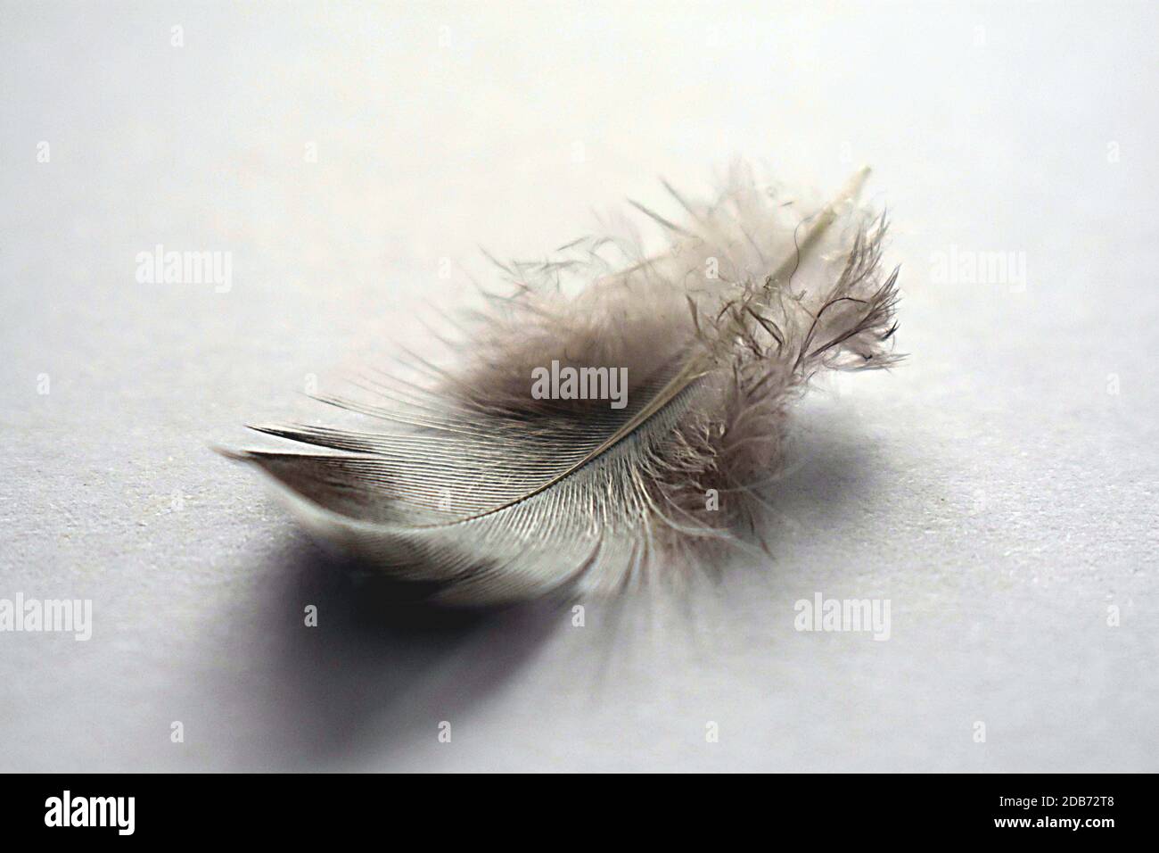 A small white and grey feather Stock Photo - Alamy