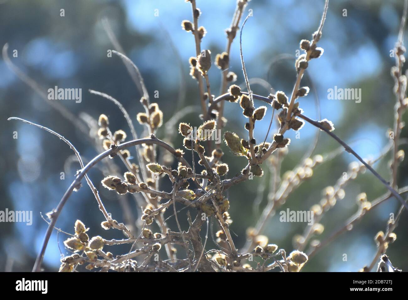 A wisteria plant before bloom Stock Photo - Alamy