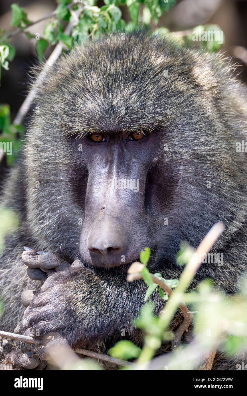 wild monkey Olive baboon, Papio anubis, near Awash waterfalls, Ethiopia ...
