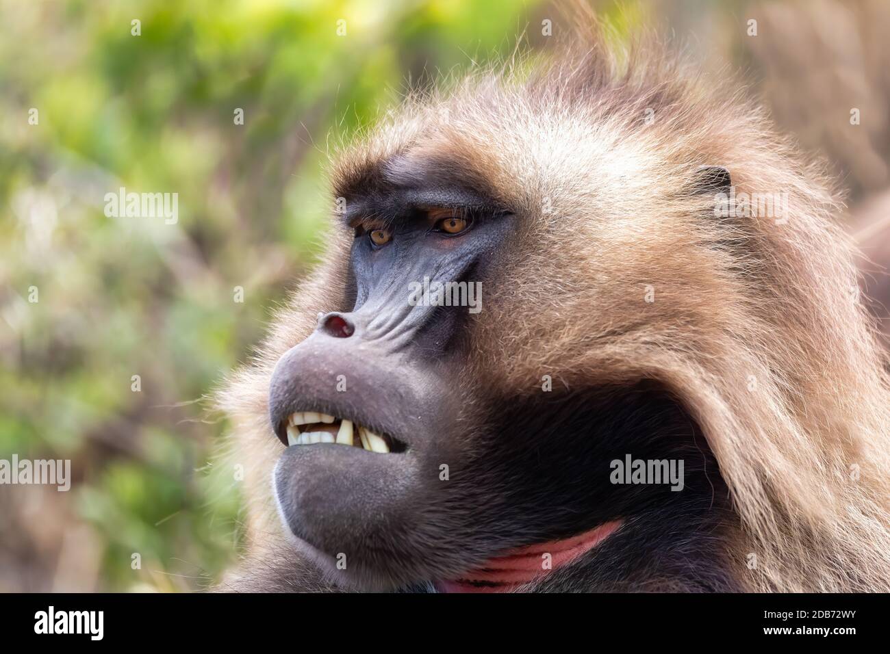 alpha male of endemic animal Gelada baboon. Theropithecus gelada, Debre ...