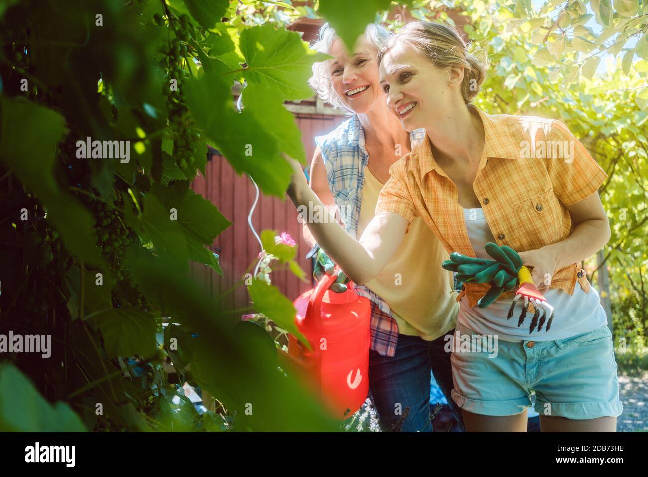 Checking family tree hi-res stock photography and images - Alamy