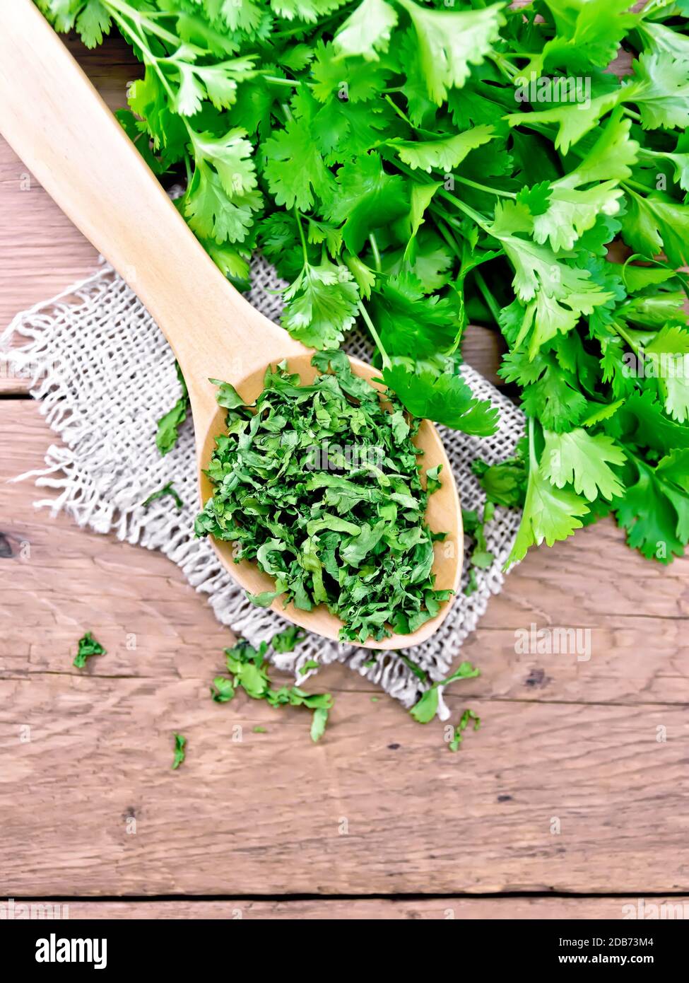 Dried cilantro in a spoon on burlap, fresh cilantro herb on a ...