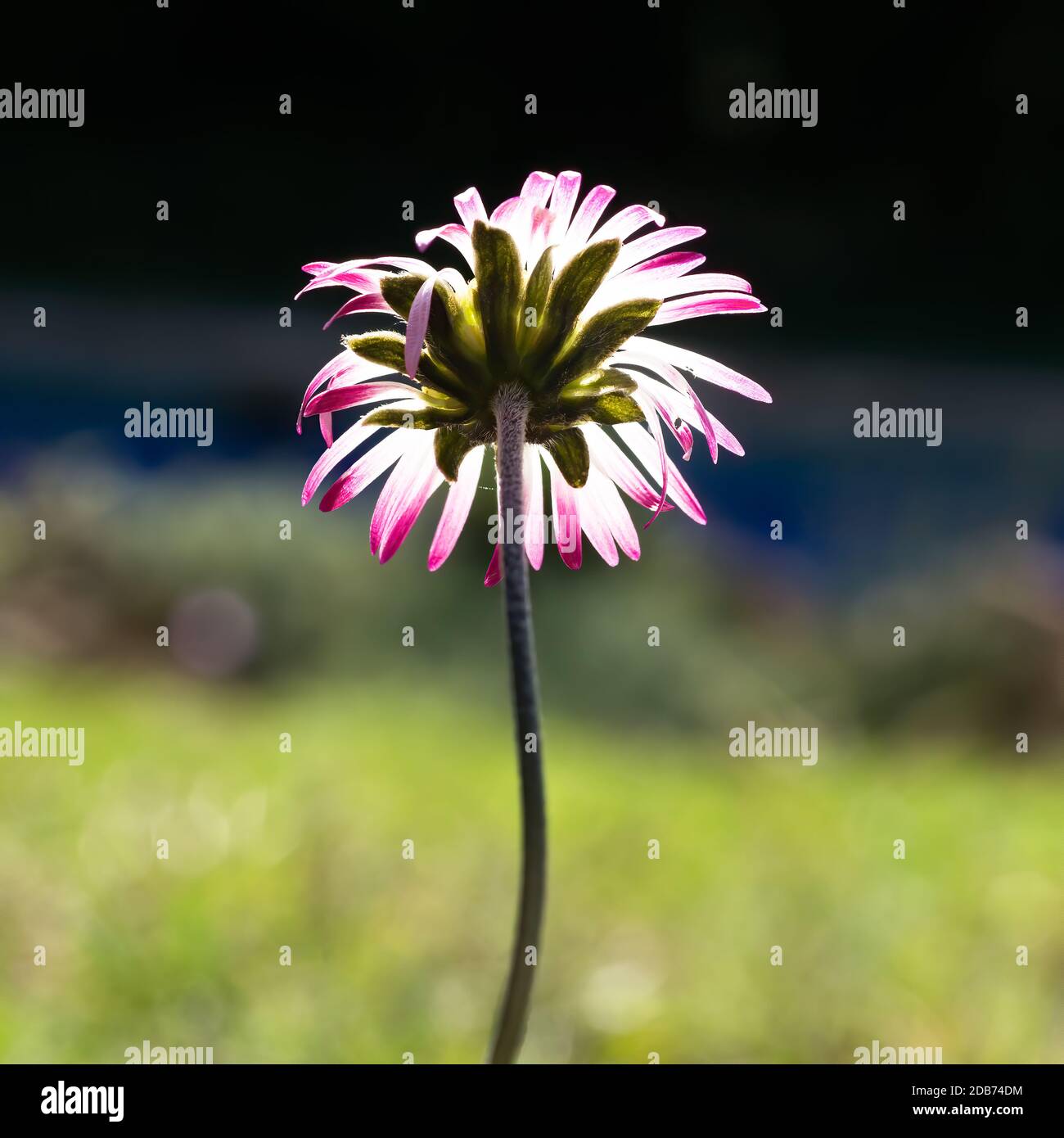 Beautiful back of a daisy, illuminated in transparency Stock Photo - Alamy