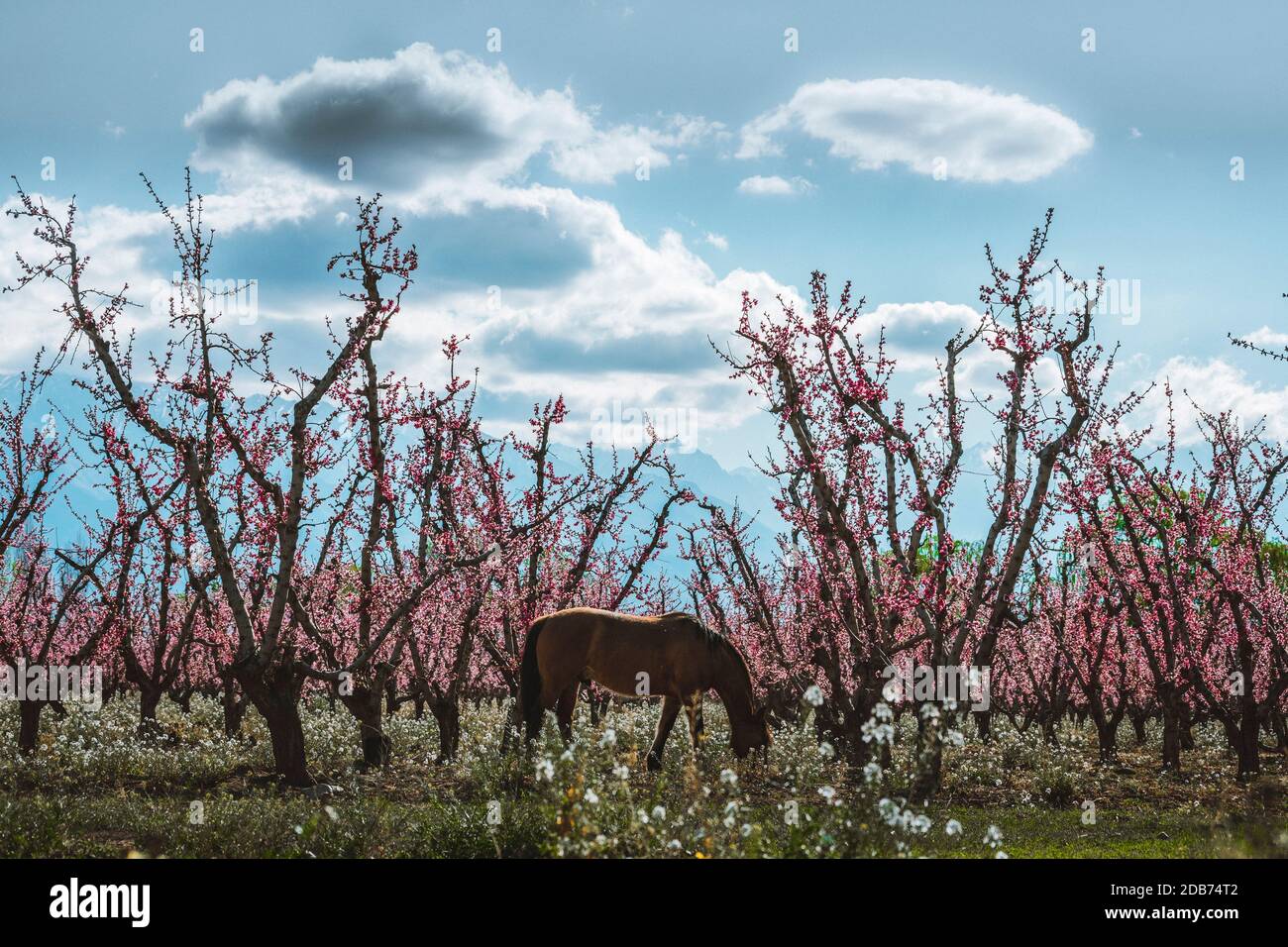 horse in the valley of uco argentina Stock Photo - Alamy