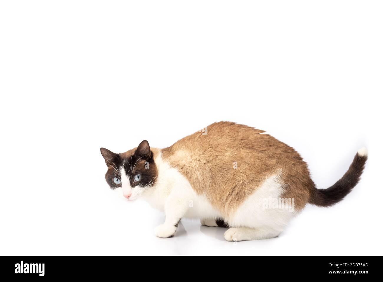 siamese cross cat and ragdoll sitting on white background in studio ...