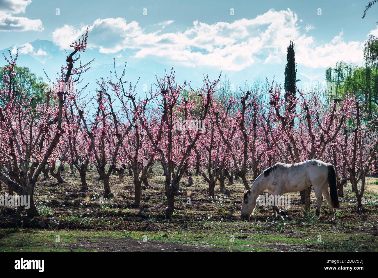 Uco valley and vineyards hi-res stock photography and images - Alamy