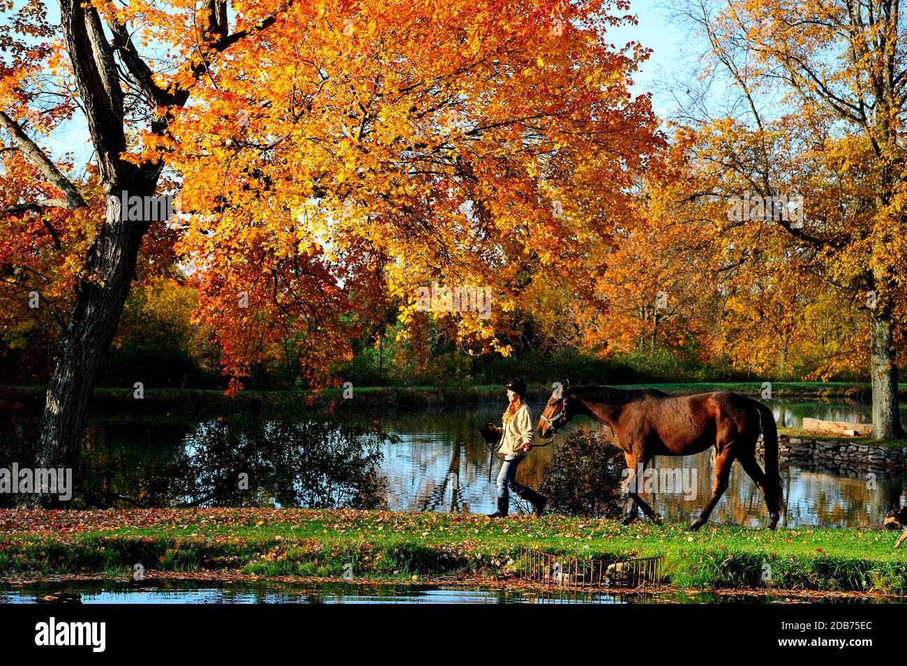 Woman walking with horse in autumn, Benton, Pennsylvania, USA Stock ...