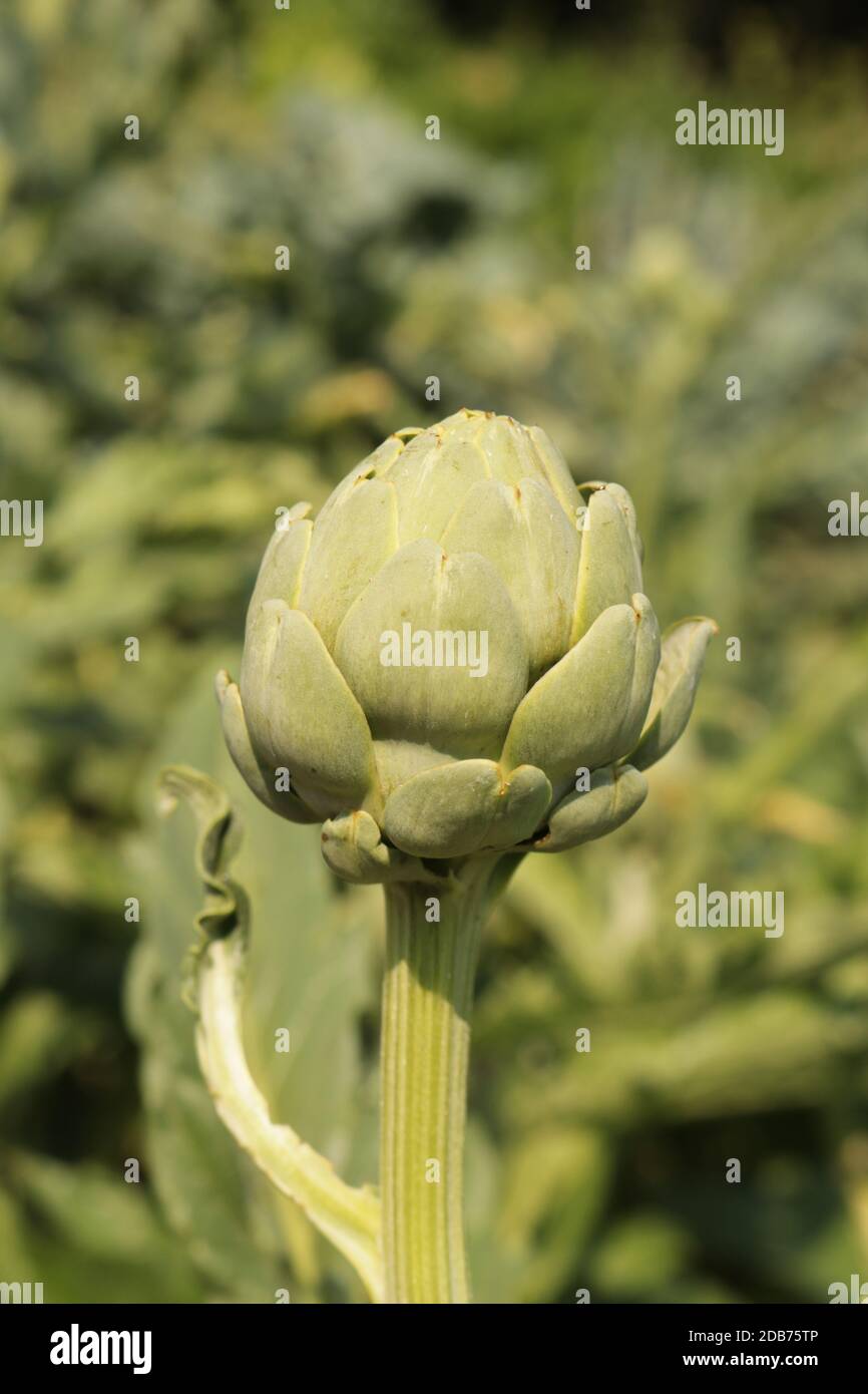 Leon gros hi-res stock photography and images - Alamy