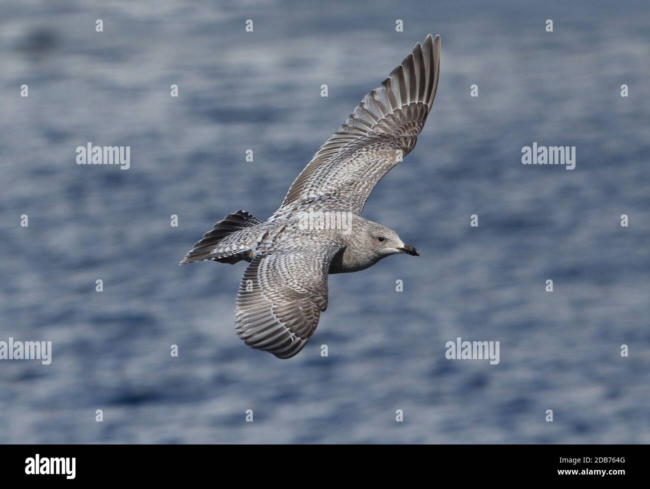 Thayer's Gull (Larus thayeri) first winter in flight Choshi, Chiba ...