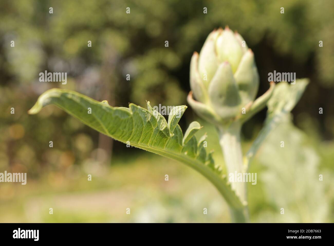 Leon gros hi-res stock photography and images - Alamy