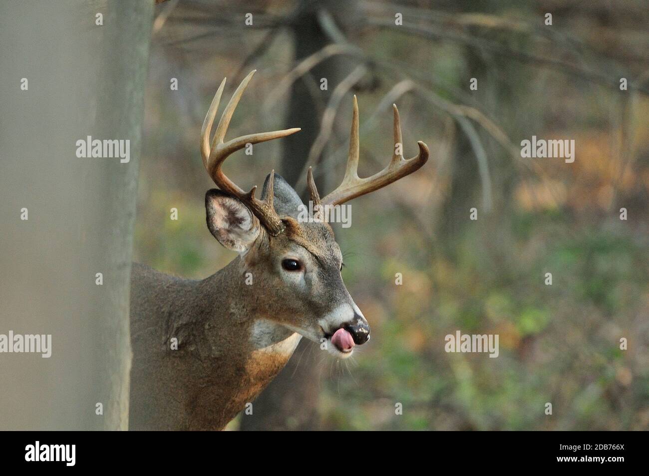 Whitetail buck in Pennsylvania Stock Photo - Alamy