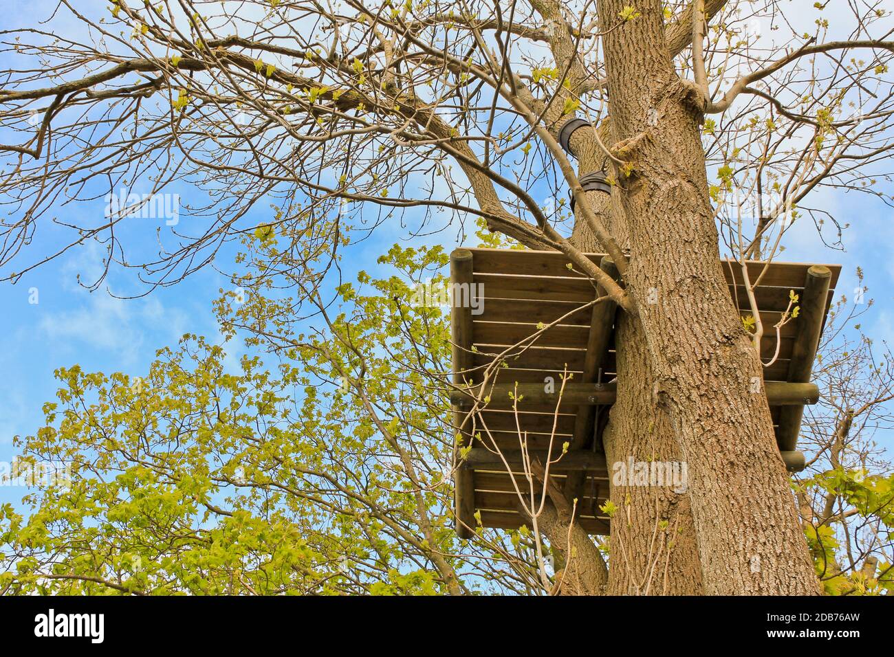 Climbing park climbing forest with pedestals and levels in tree tops in ...