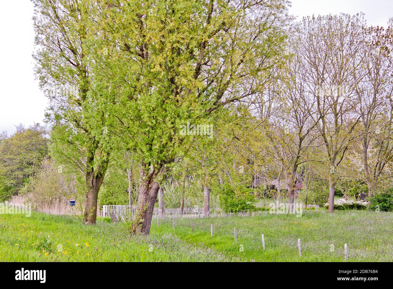 Spring in northern Germanys moor forests. Fresh green foliage and ...