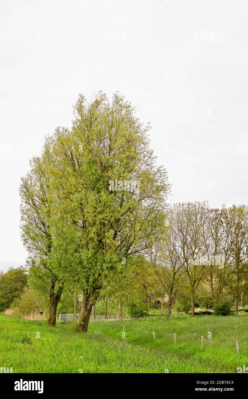 Spring in northern Germanys moor forests. Fresh green foliage and ...