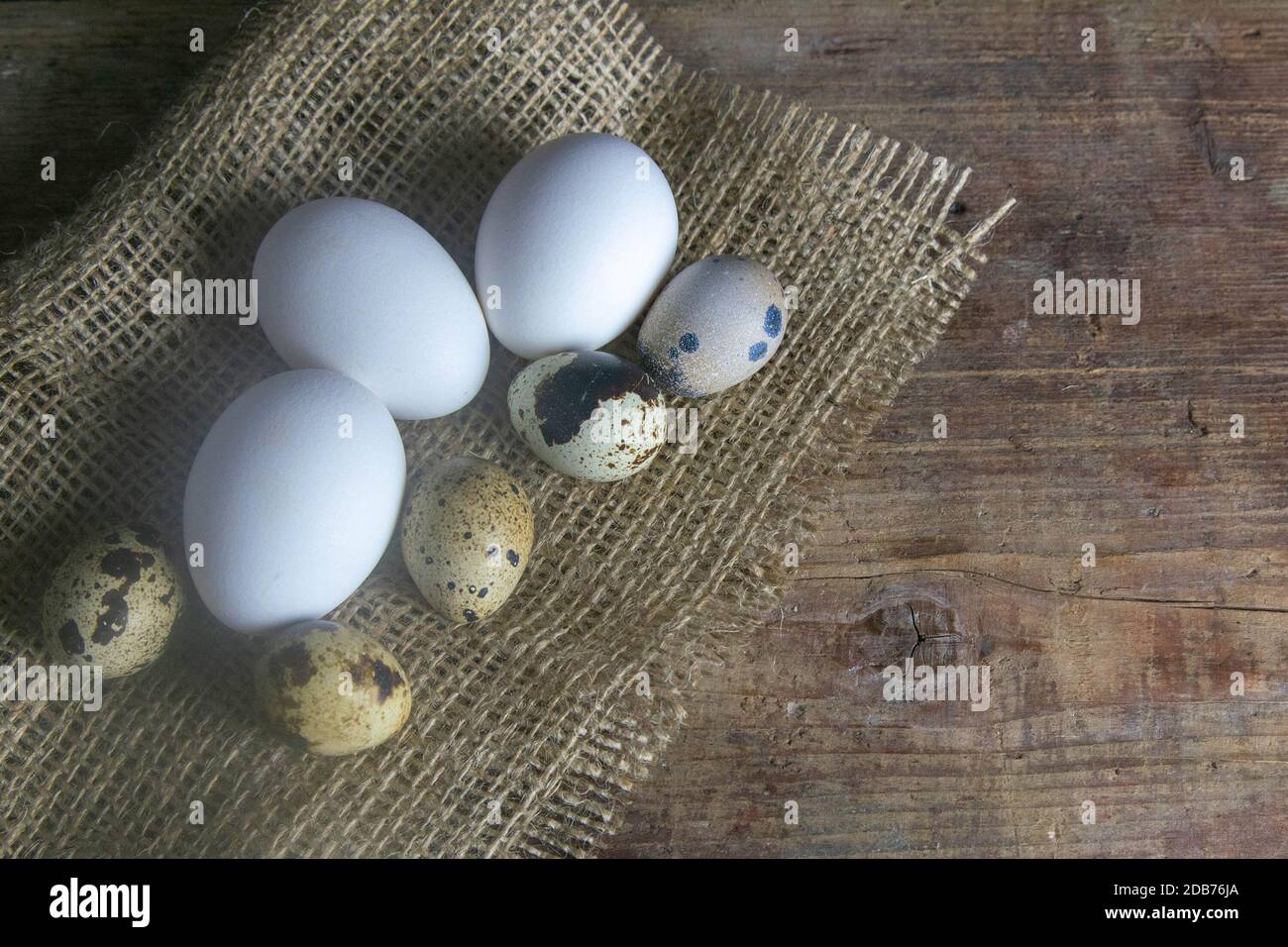 White and quail eggs stand on a burlap on a wooden table. Top views ...
