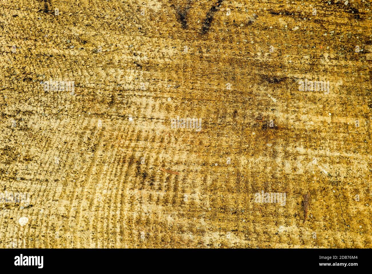 wood, closeup of the year rings Stock Photo - Alamy