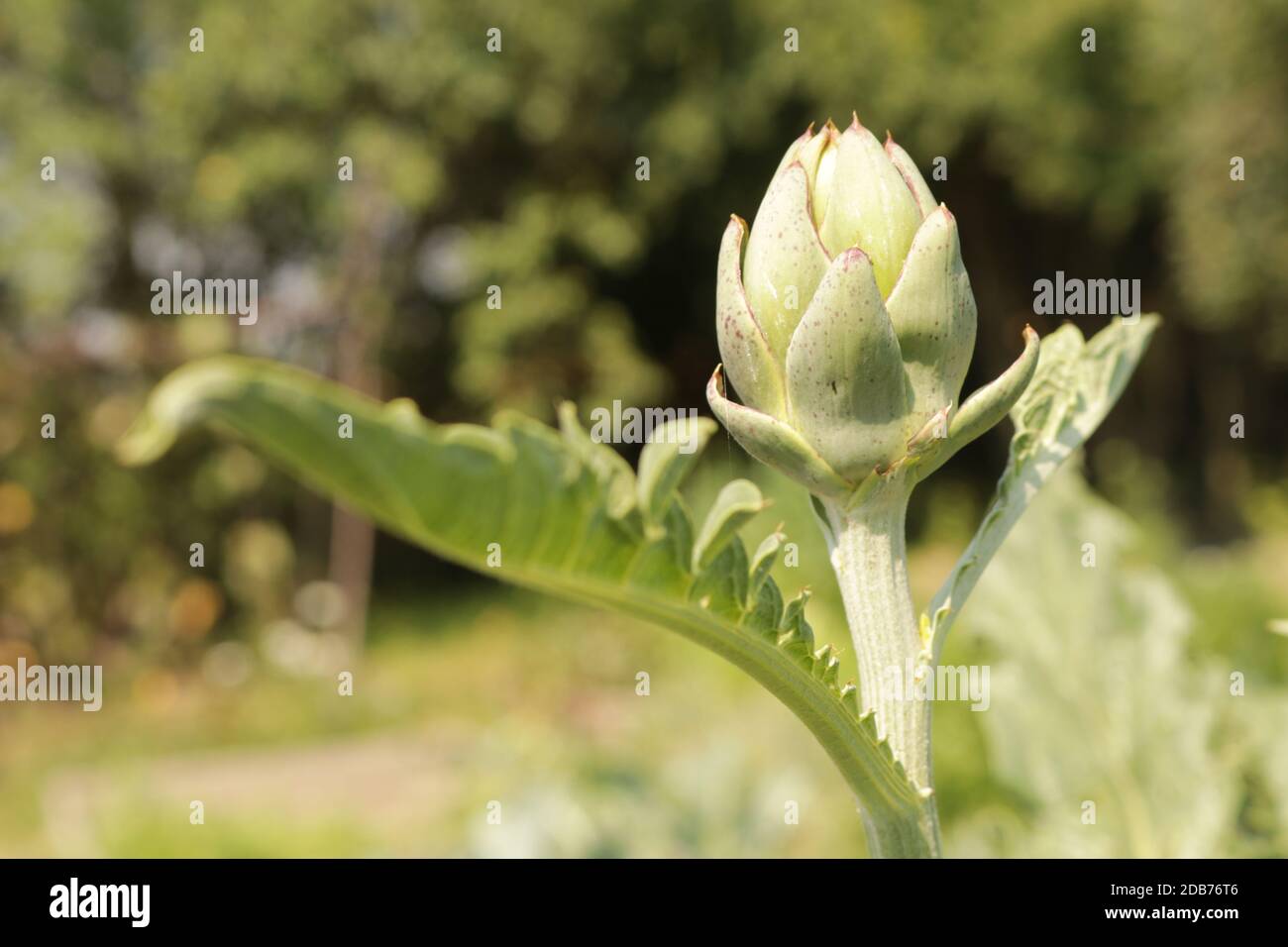 Leon gros hi-res stock photography and images - Alamy
