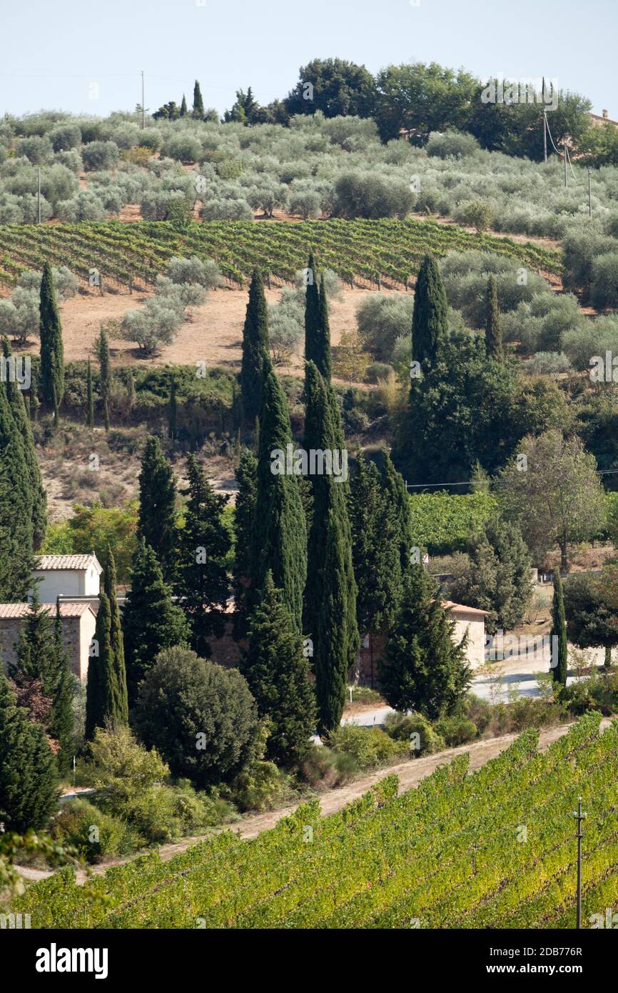 Tuscan landscape with vineyards, olive trees and cypresses Stock Photo ...