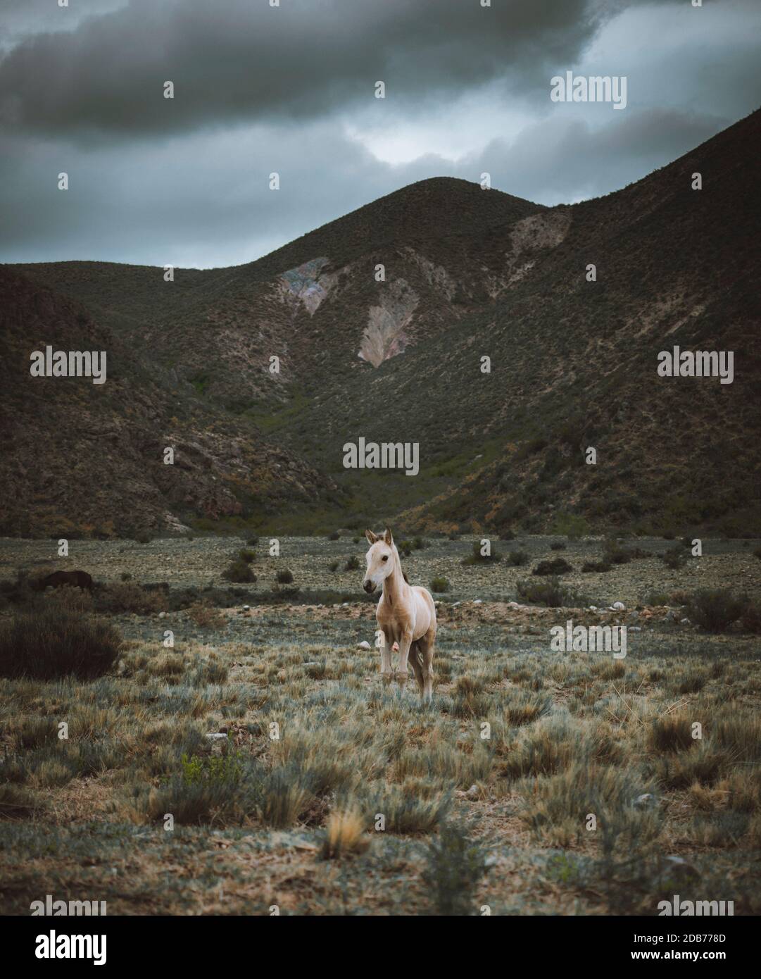 horse in the valley of uco argentina Stock Photo - Alamy