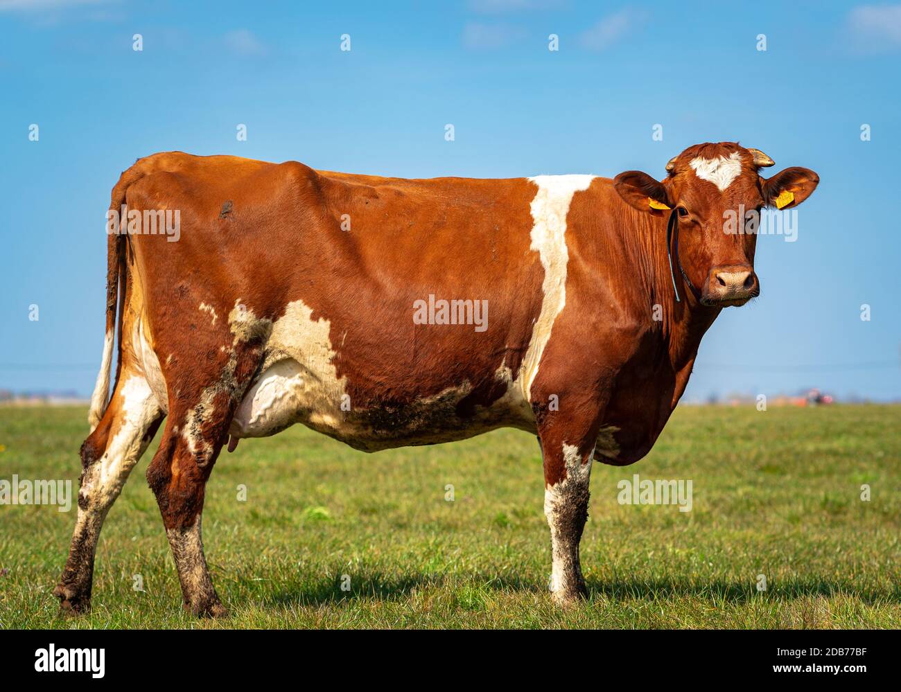Beautifl cow posing for the camera Stock Photo - Alamy