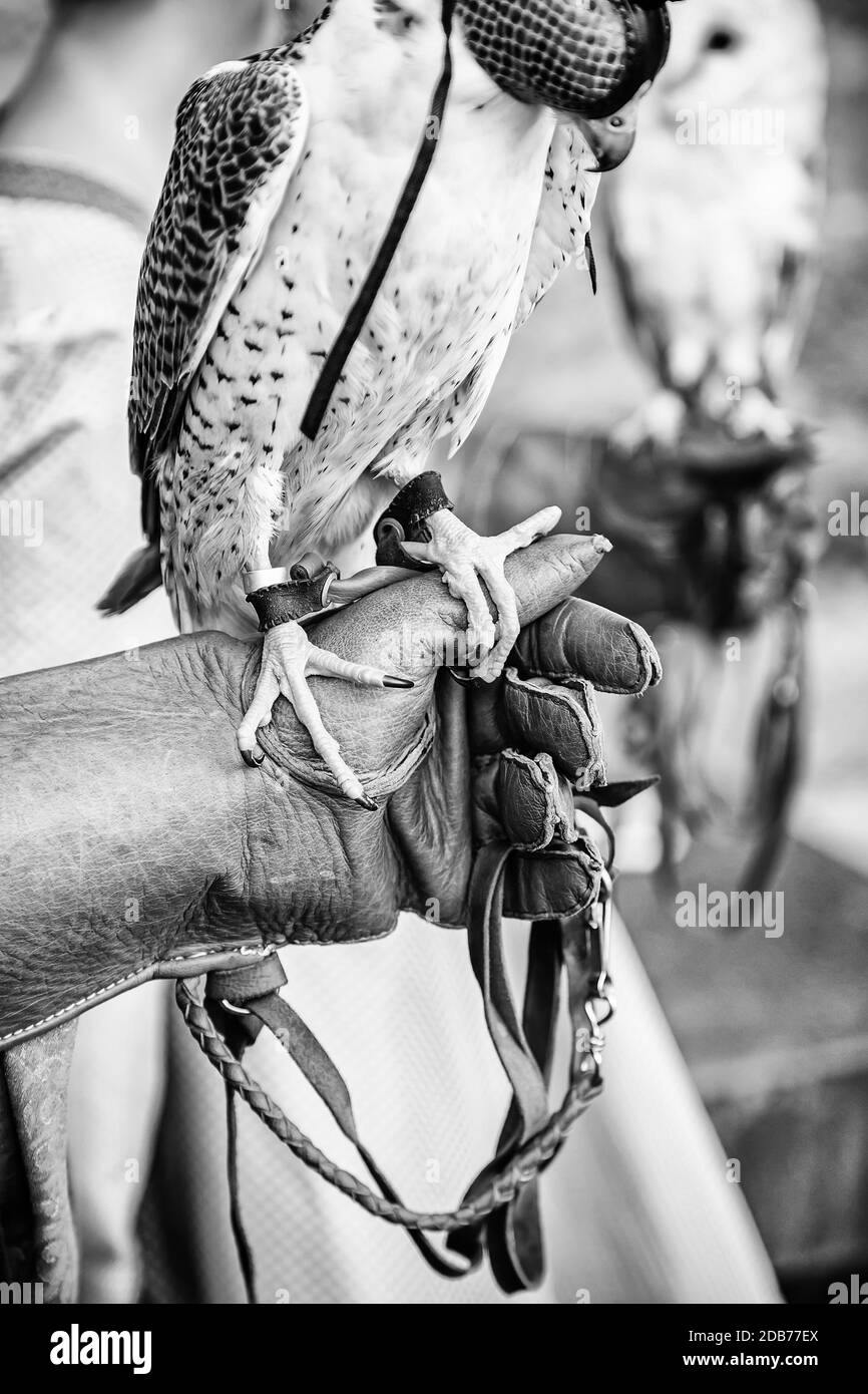 Falcon falconry, detail of a trained raptor aver, animal dangerous ...